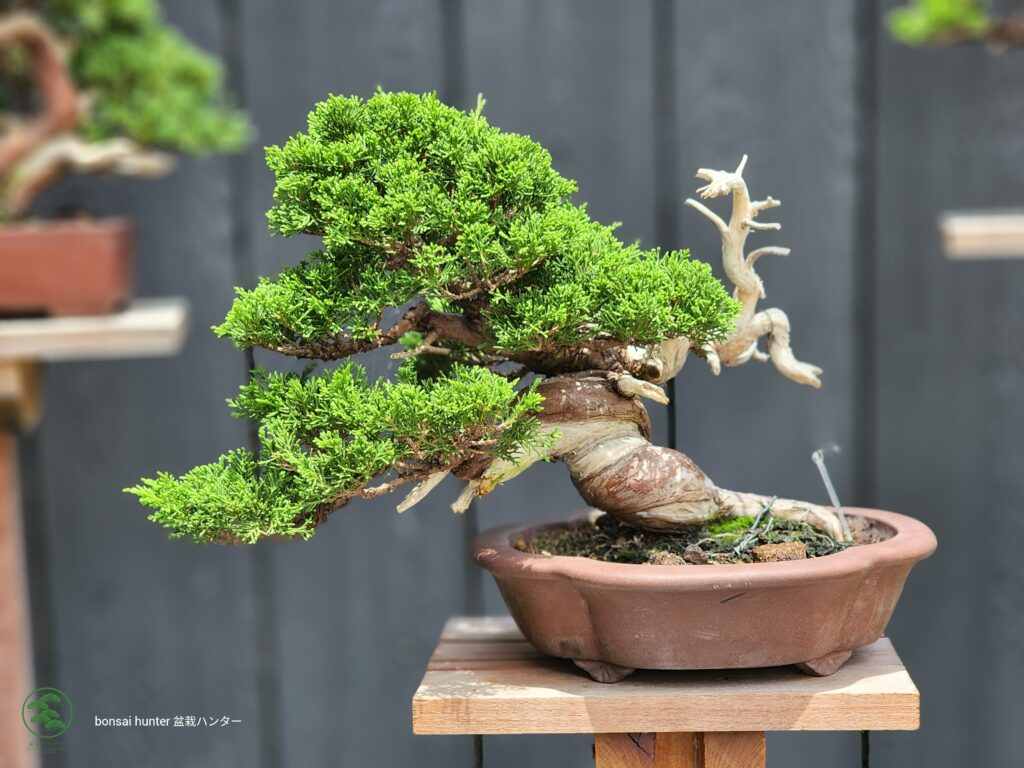 บอนไซ ID725: Itoigawa Shimpaku – บอนไซ บอนไซญี่ปุ่น