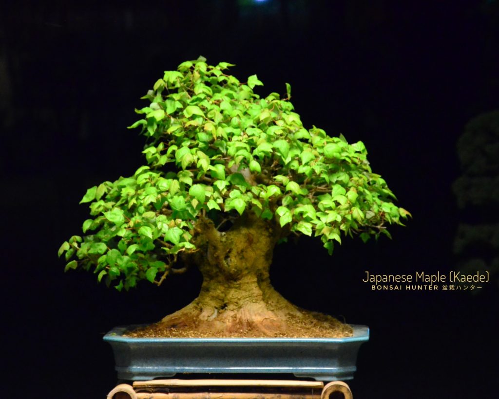 Tree ID 194 : Japanese Maple (Kaede) – บอนไซ บอนไซญี่ปุ่น