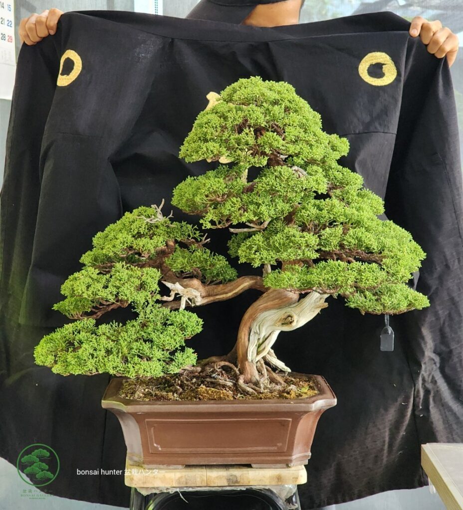 บอนไซ ID792: Master Piece Shimpaku by Fujikawa Kokaen – บอนไซ บอนไซญี่ปุ่น