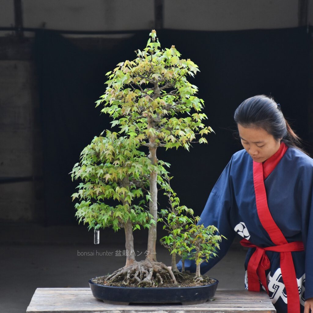 บอนไซ ID665: Kaede Maple forest style – บอนไซ บอนไซญี่ปุ่น