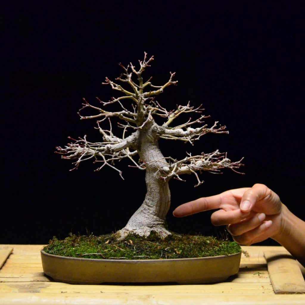 Tree ID 194 : Japanese Maple (Kaede) – บอนไซ บอนไซญี่ปุ่น