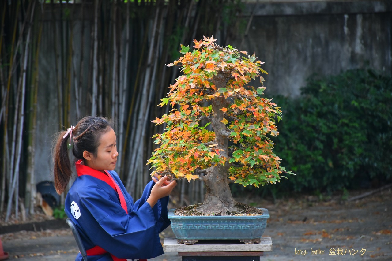 Tree ID 298 : Kaede Maple – บอนไซ บอนไซญี่ปุ่น