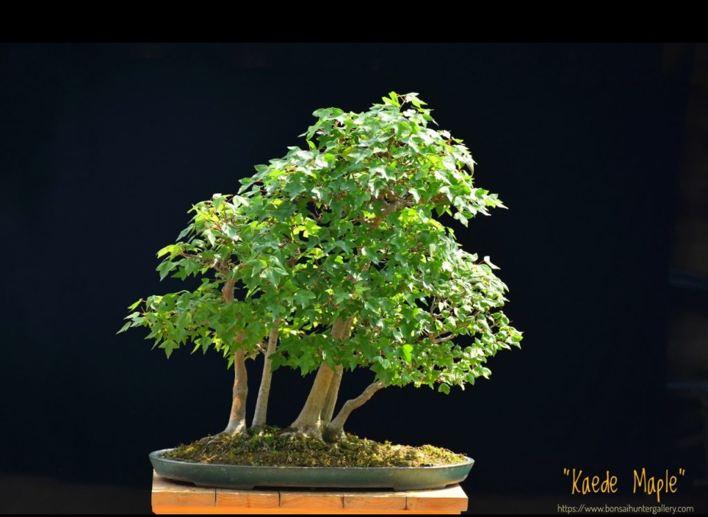 Tree ID 351 : Kaede Maple – บอนไซ บอนไซญี่ปุ่น