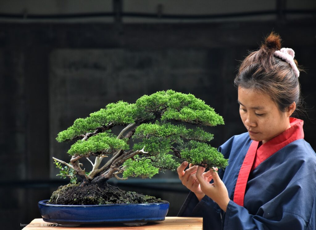 บอนไซ ID758: Shimpaku Windswept style – บอนไซ บอนไซญี่ปุ่น